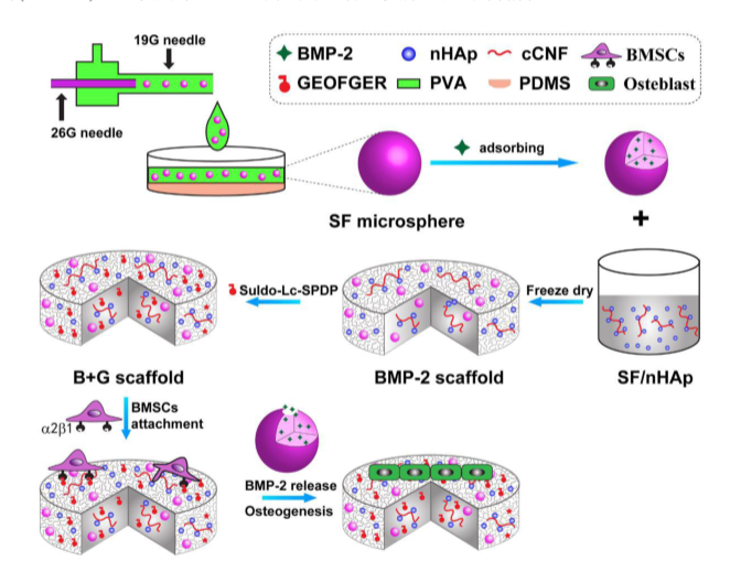RB-聚乙二醇-DSG/Sulfo-Lc-SPDP-GFOGER/Biotin-PFP生物素五氟苯酯 - 知乎