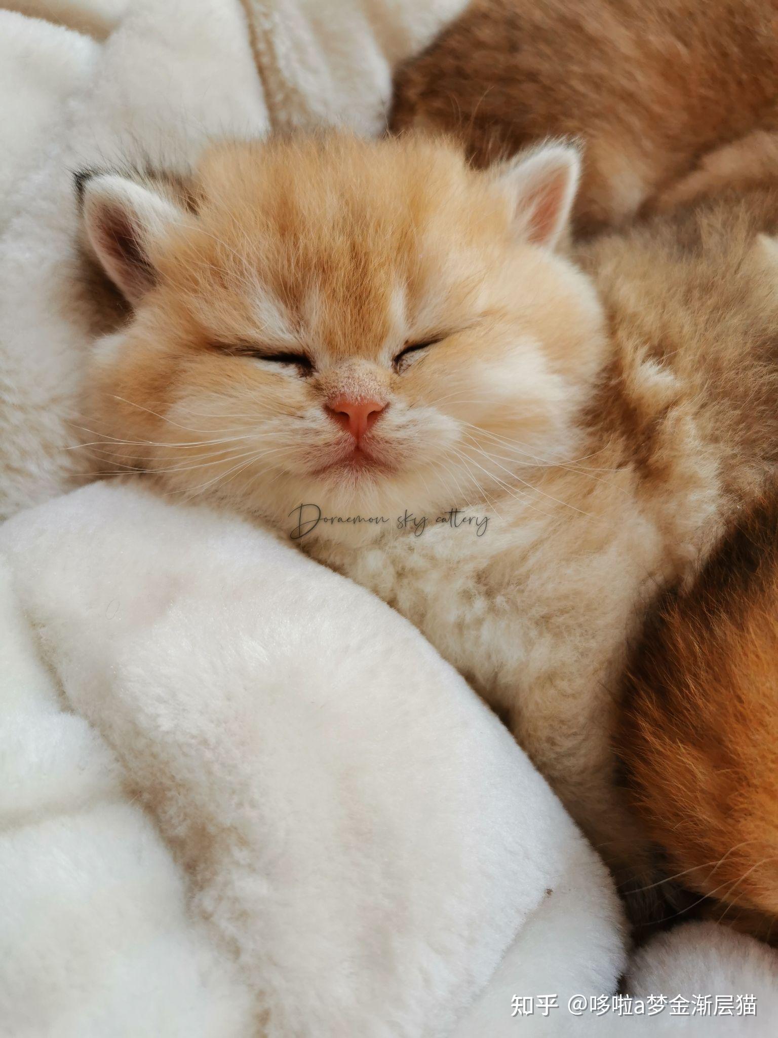 新手如何鉴别金渐层色号NY25、NY11、NY12的区别? - 知乎