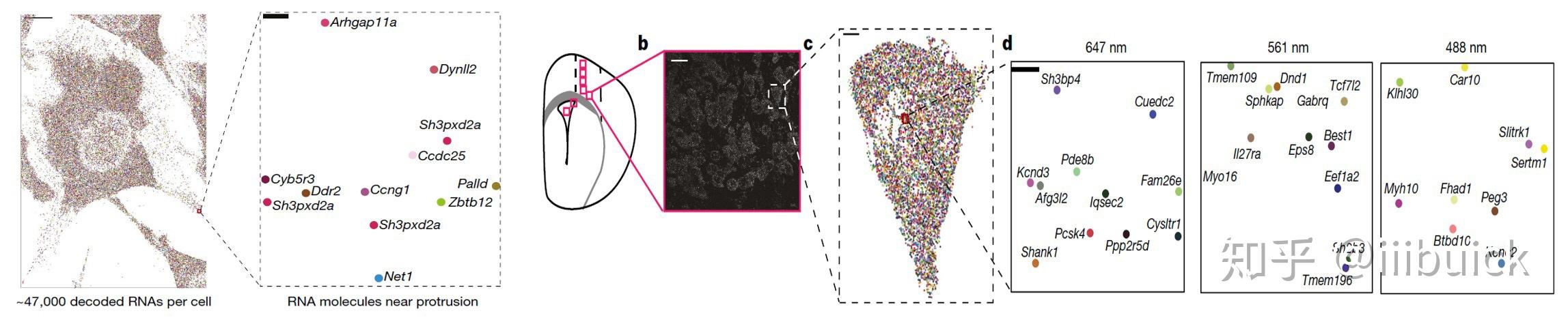 seqFISH+技术用于实现生物组织中转录组的超分辨成像 - 知乎