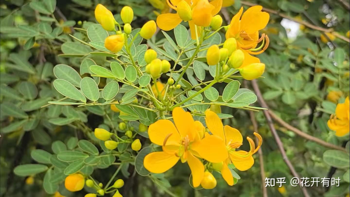 决明草有什么特点呢？ - 知乎