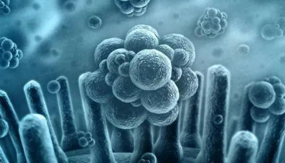 肠道柯林斯菌的培养方法与实验内容及注意事项！ - 知乎