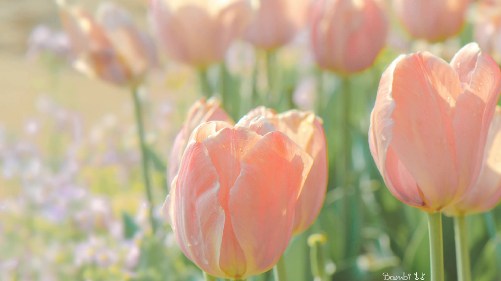 有哪些很适合春天的电脑壁纸？ - 知乎