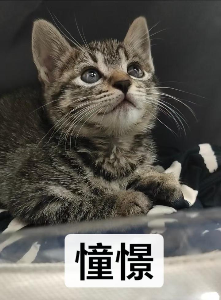 从ViT、DPT到Swin Transformer——原理与代码精讲 - 知乎