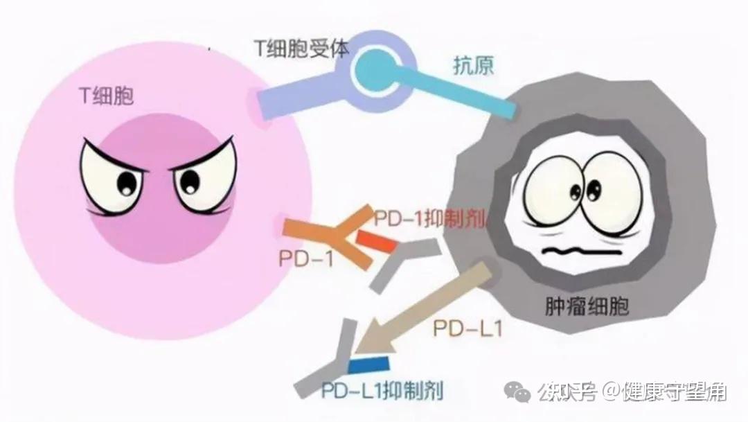 免疫治疗丨最新ICIs免疫检查点抑制剂适应症汇总信息 - 知乎