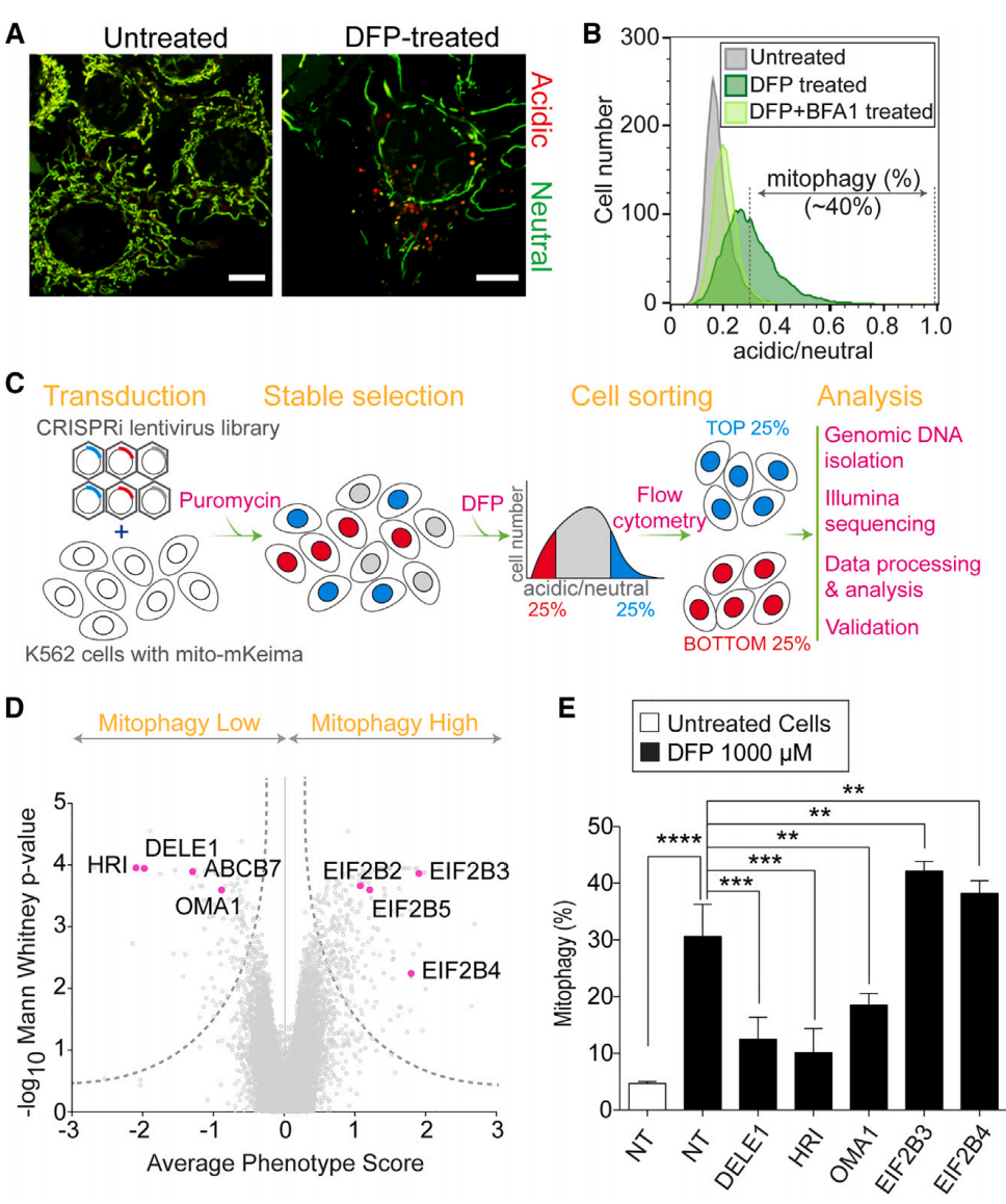 Mol Cel | 整合应激反应的HRI分支选择性驱动线粒体自噬 - 知乎