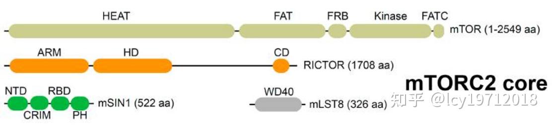 mTOR信号通路（一） - 知乎