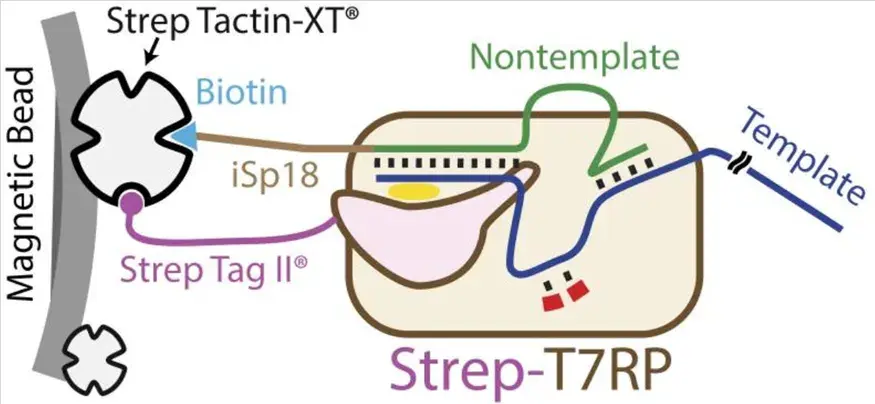 t7 体外转录原理在医学领域中有哪些潜在应用？ - 知乎