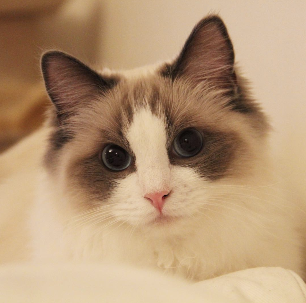 吸猫大会：布偶猫Siri - 知乎