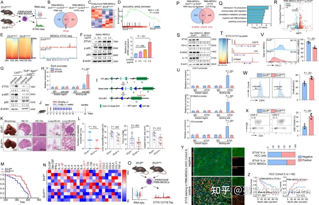 Gut（IF=23）ETV5：肝癌免疫逃逸的“幕后推手” - 知乎