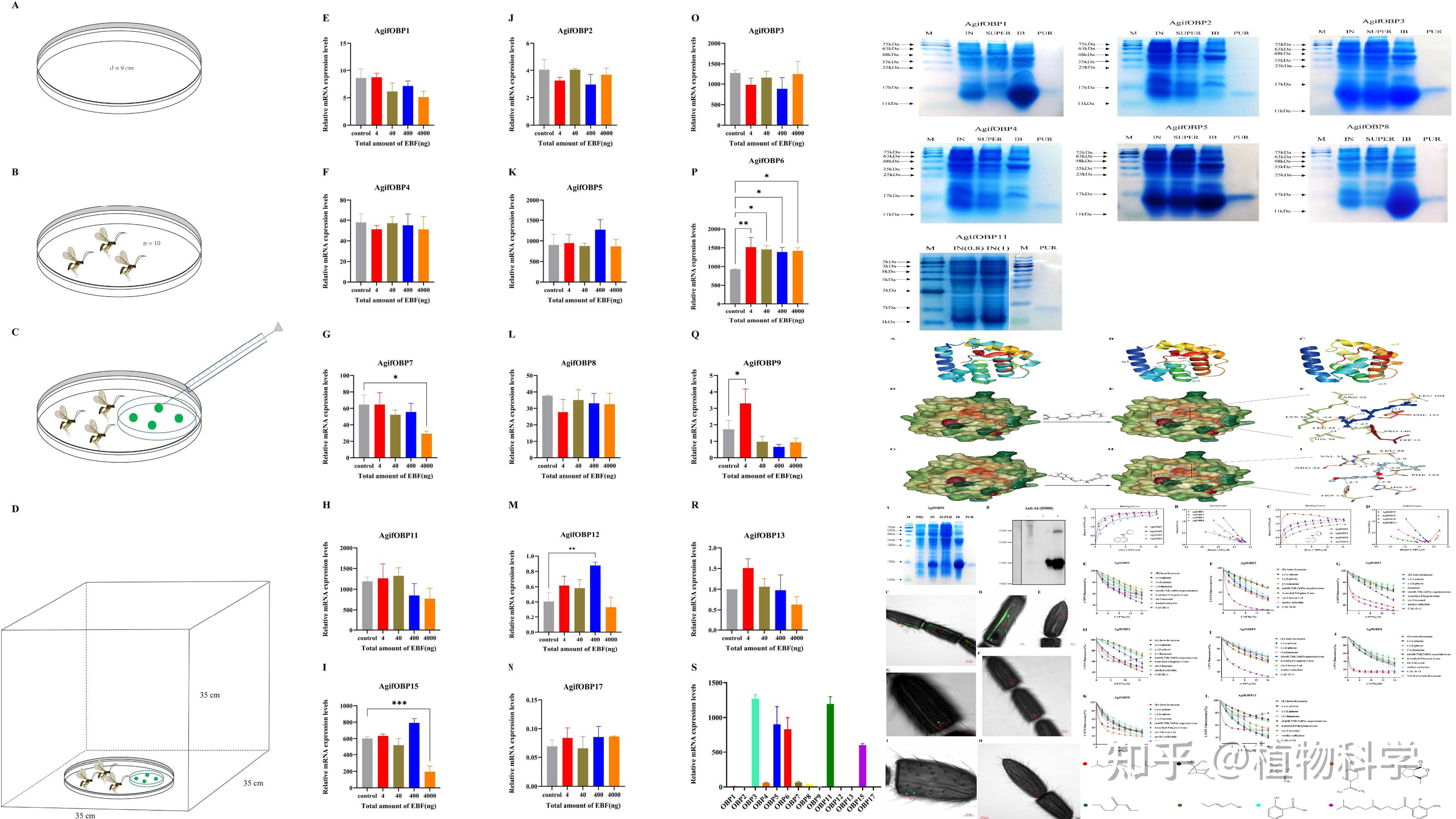 IJBM | 中国农业科学院植物保护研究所揭示麦蚜及其寄生性天敌烟蚜茧蜂对报警信息素识别的趋同进化机制 - 知乎