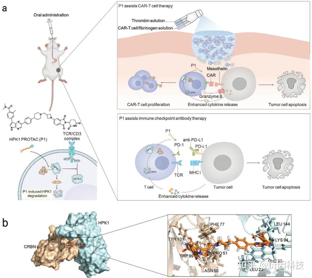 浙江大学研究团队设计口服PROTAC分子降解HPK1，显著提升CAR-T细胞疗法和抗PD-L1抗体对实体瘤的治疗效果！ - 知乎