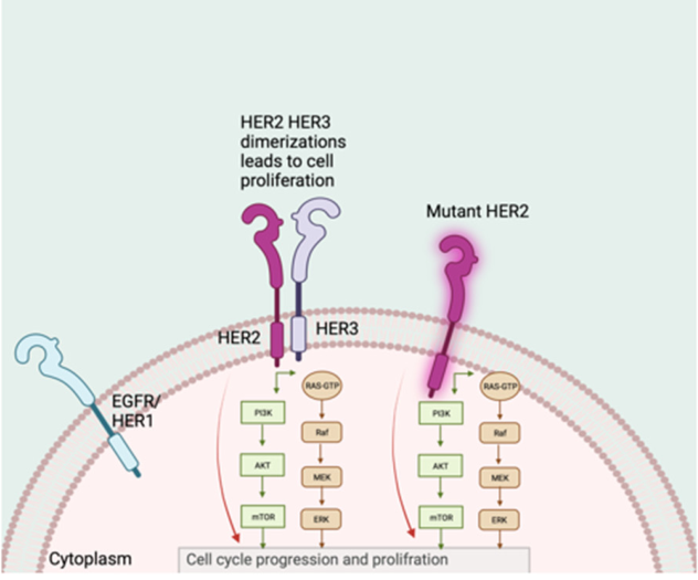 乳腺癌HER2靶向治疗药物的八大耐药机制及相应策略 - 知乎