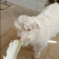 MathFusion: Enhancing Mathematic Problem-solving of LLM through Instruction Fusion - 知乎