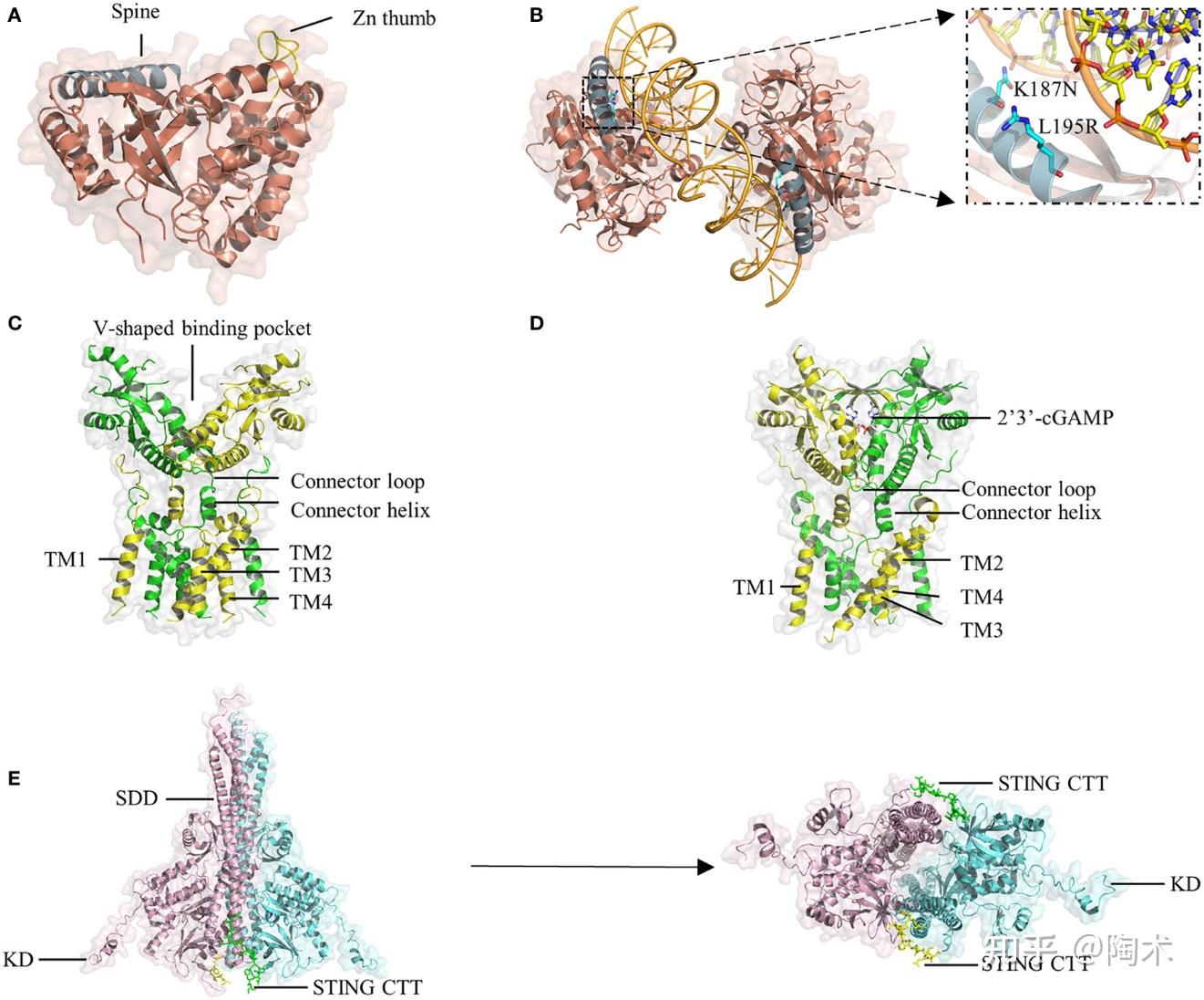 研究发现激活 STING 信号通路对患者有哪些影响？ - 知乎