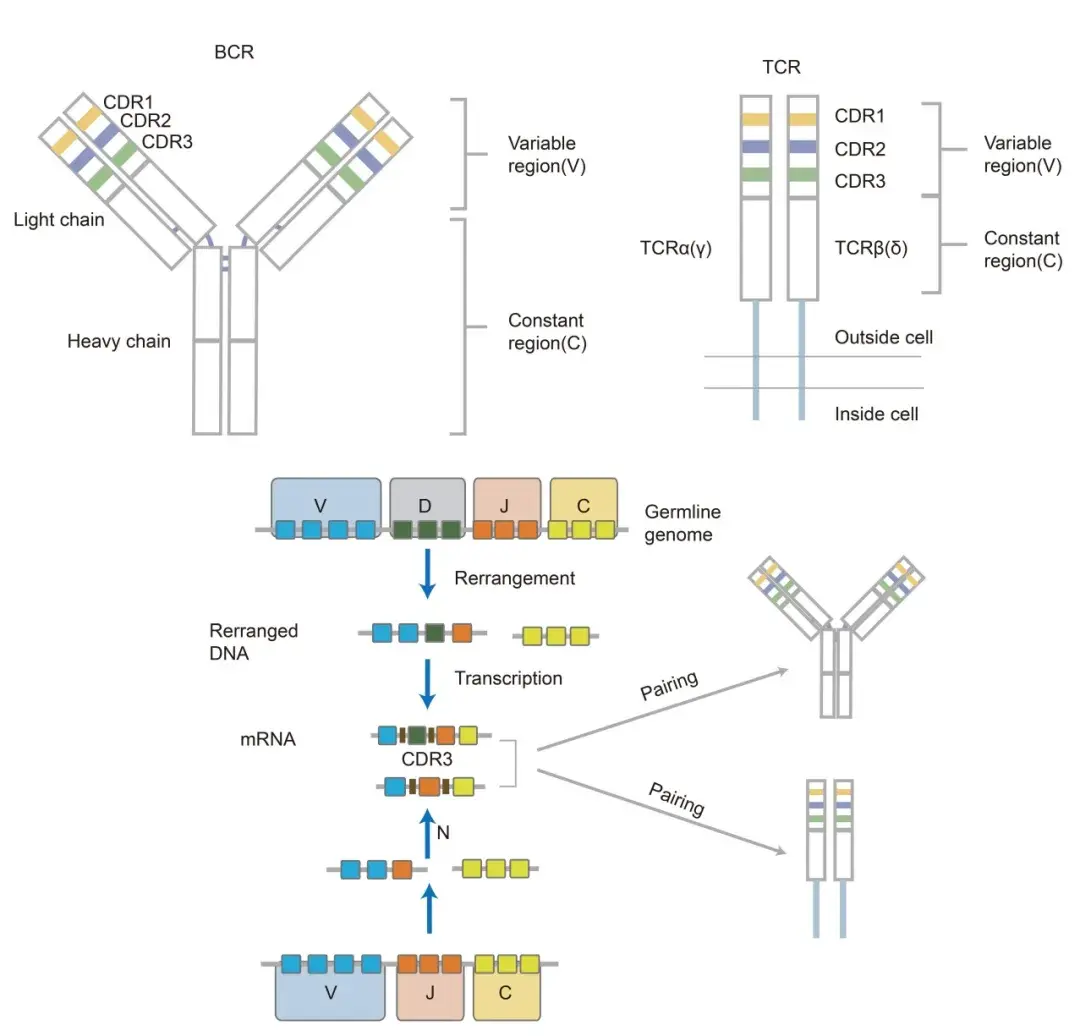 TCR/BCR-seq：免疫组库测序，解锁免疫密码，赋能精准医疗 - 知乎