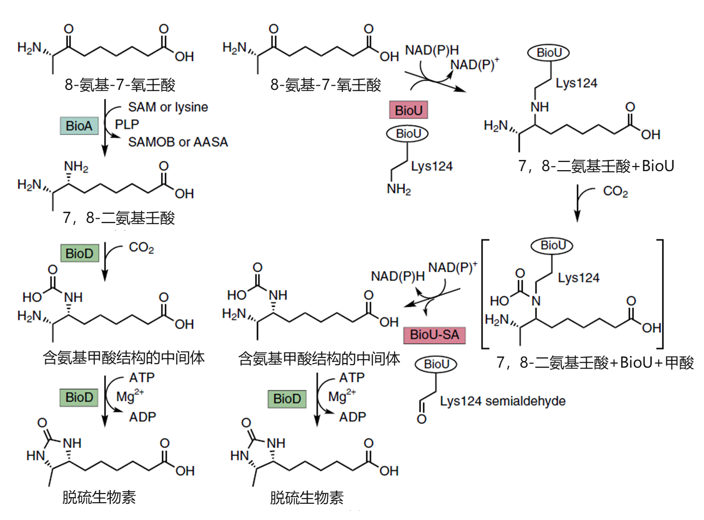 关于生物化学的冷知识有哪些？ - 知乎