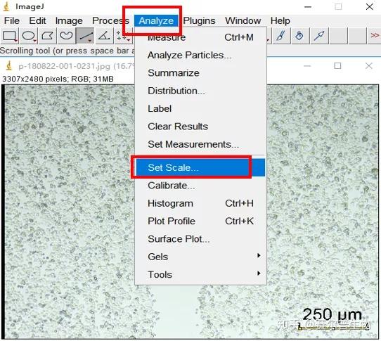 如何利用ImageJ软件测量细胞的面积？ - 知乎