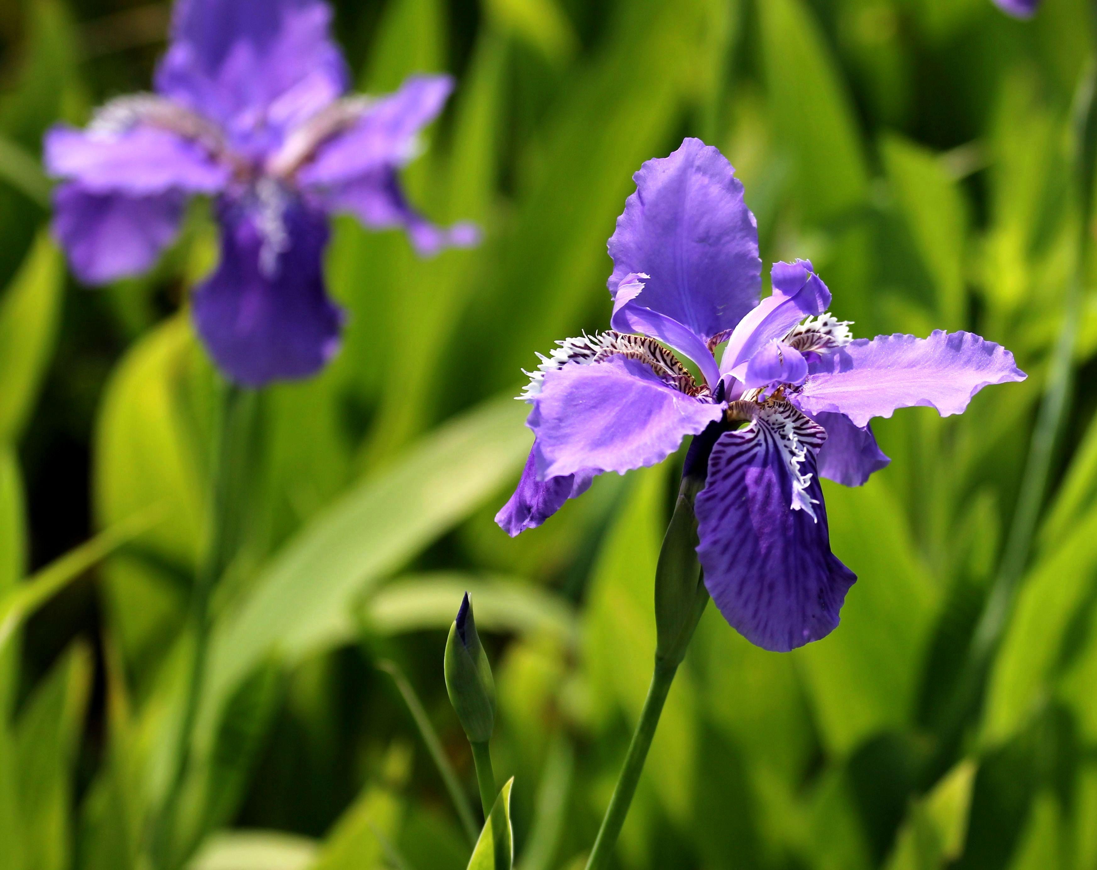 使用Python 训练鸢尾花数据集的SVM和LR模型并绘制P-R曲线与ROC曲线 - 知乎