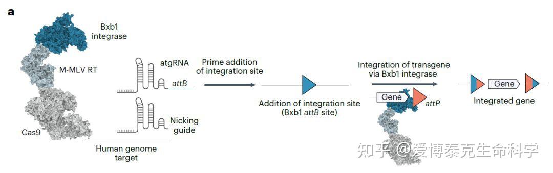 重磅：新型基因编辑工具PASTE，实现定点插入超大片段基因 - 知乎