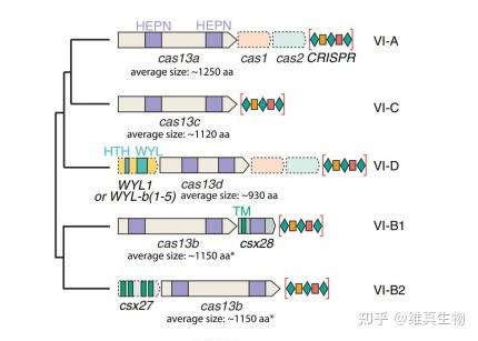 RNA编辑技术CRISPR/Cas13系统有什么特点？ - 知乎