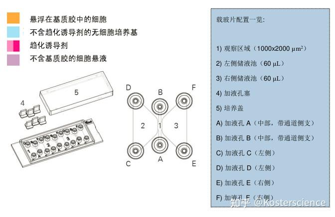 使用 ibidi µ-Slide 细胞趋化载玻片进行二维和三维趋化实验（上） - 知乎