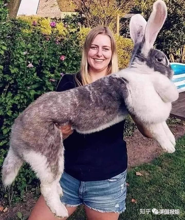世界上最大的兔子！1米3巨型兔全网爆火，饭量贼大却超级温顺粘人，网友：太乖了！ - 知乎
