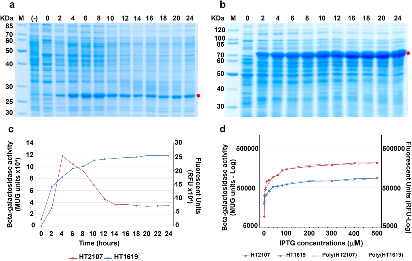 IPTG诱导的高效整合表达载体在枯草芽孢杆菌中生产重组蛋白 - 知乎