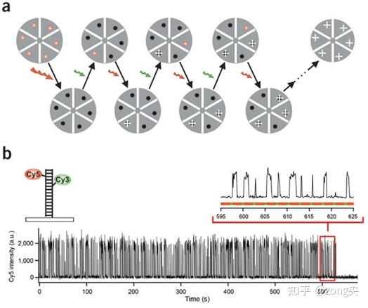 一文读懂多种超分辨成像方式（STED、STORM、PALM、PAINT、MINFLUX）的基本原理 - 知乎