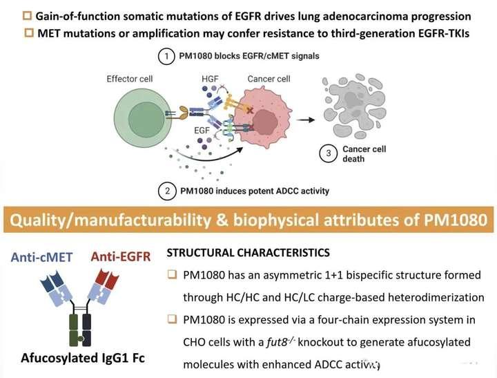 EGFR/c-MET双抗HS-20117（PM1080）治疗晚期实体瘤，展现显著抗肿瘤效果！ - 知乎