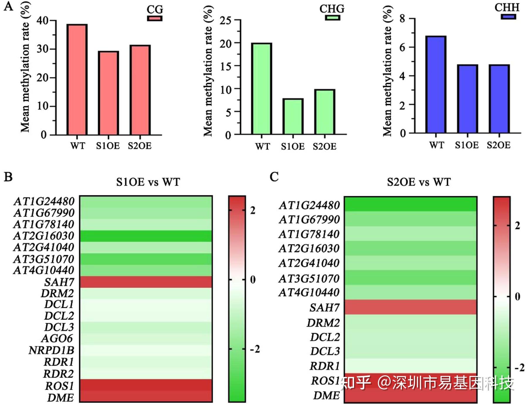 WGBS+RNA-seq揭示AtSAMS通过DNA甲基化和乙烯信号通路协同调控植物花器官发育的表观遗传机制｜项目文章 - 深圳市易基因科技 - 博客园