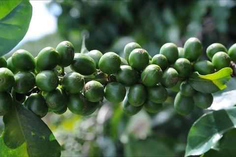 咖啡品种介绍之帕卡马拉（Pacamara） - 知乎