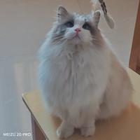 python库win32gui，windows的API管理及自动化 - 知乎