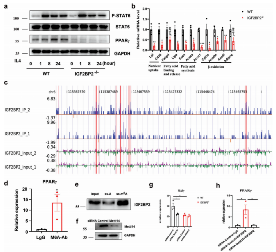 国自然热点 | RNA结合蛋白调控机制研究方法（三）_iRIP-seq - 知乎