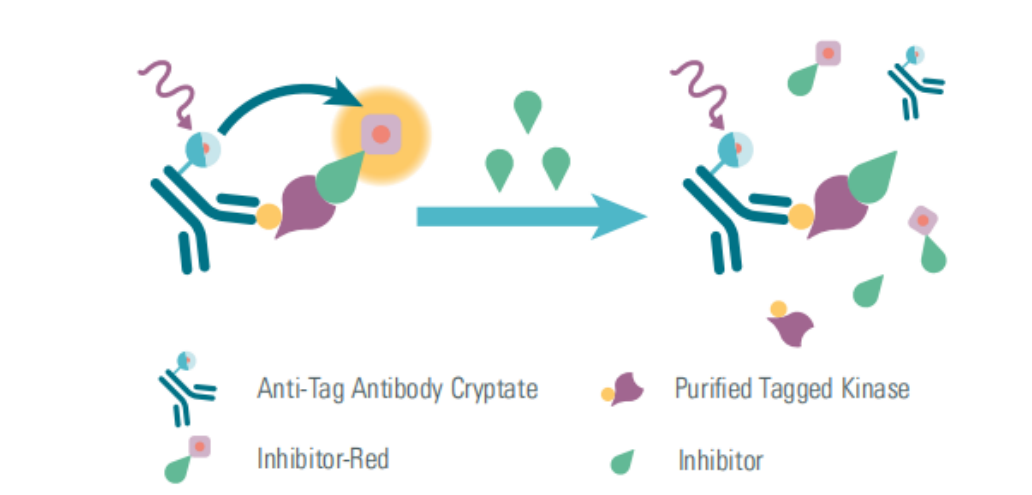 高效检测激酶活性：Revvity HTRF® KinEASE试剂盒_化工仪器网