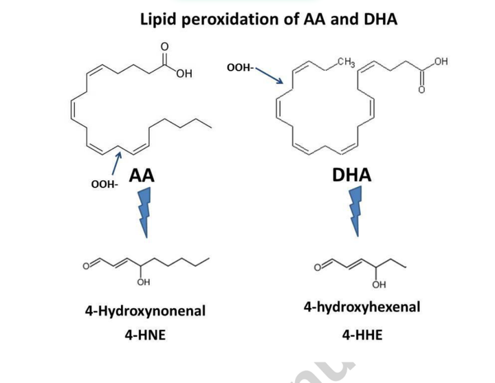 DHA是怎样保护大脑的 - 知乎