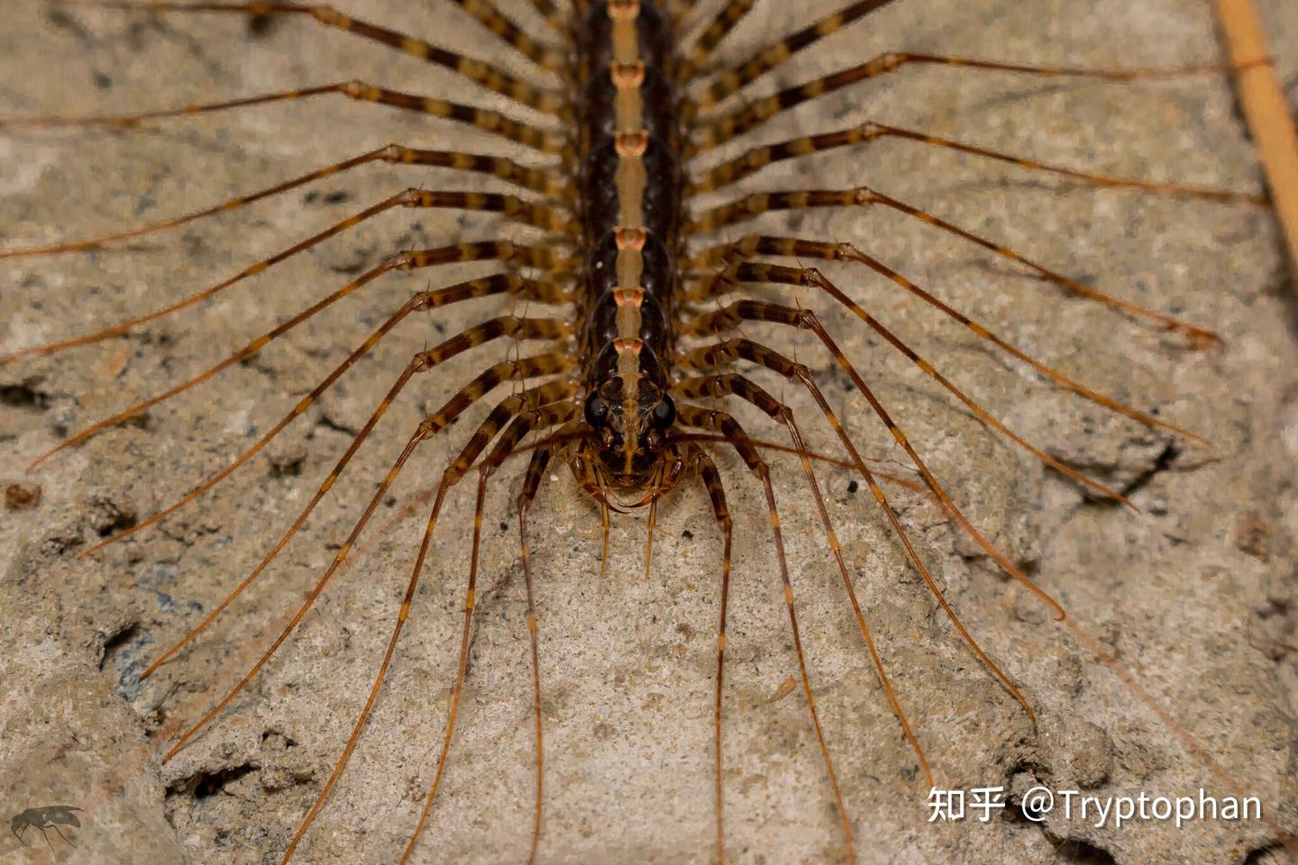 【Scutigeromorpha 】世界蚰蜒属征译名 分类 图鉴 - 知乎