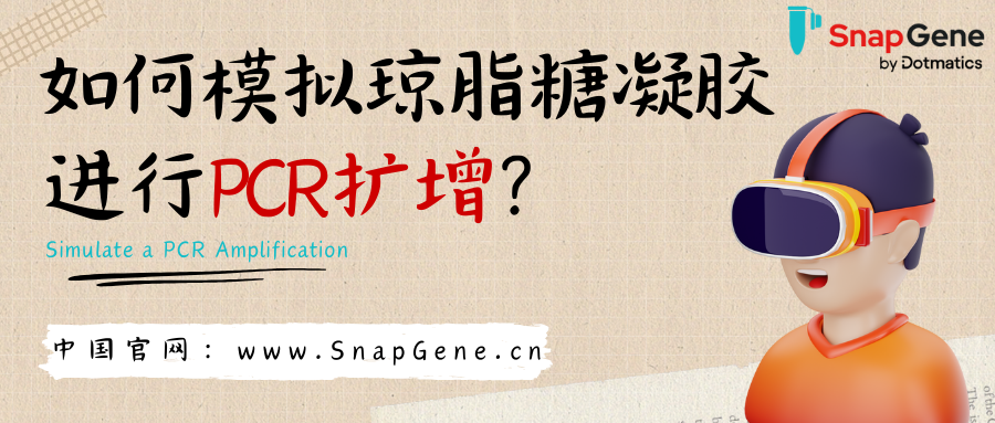 SnapGene 如何模拟琼脂糖凝胶进行PCR扩增？ - 知乎