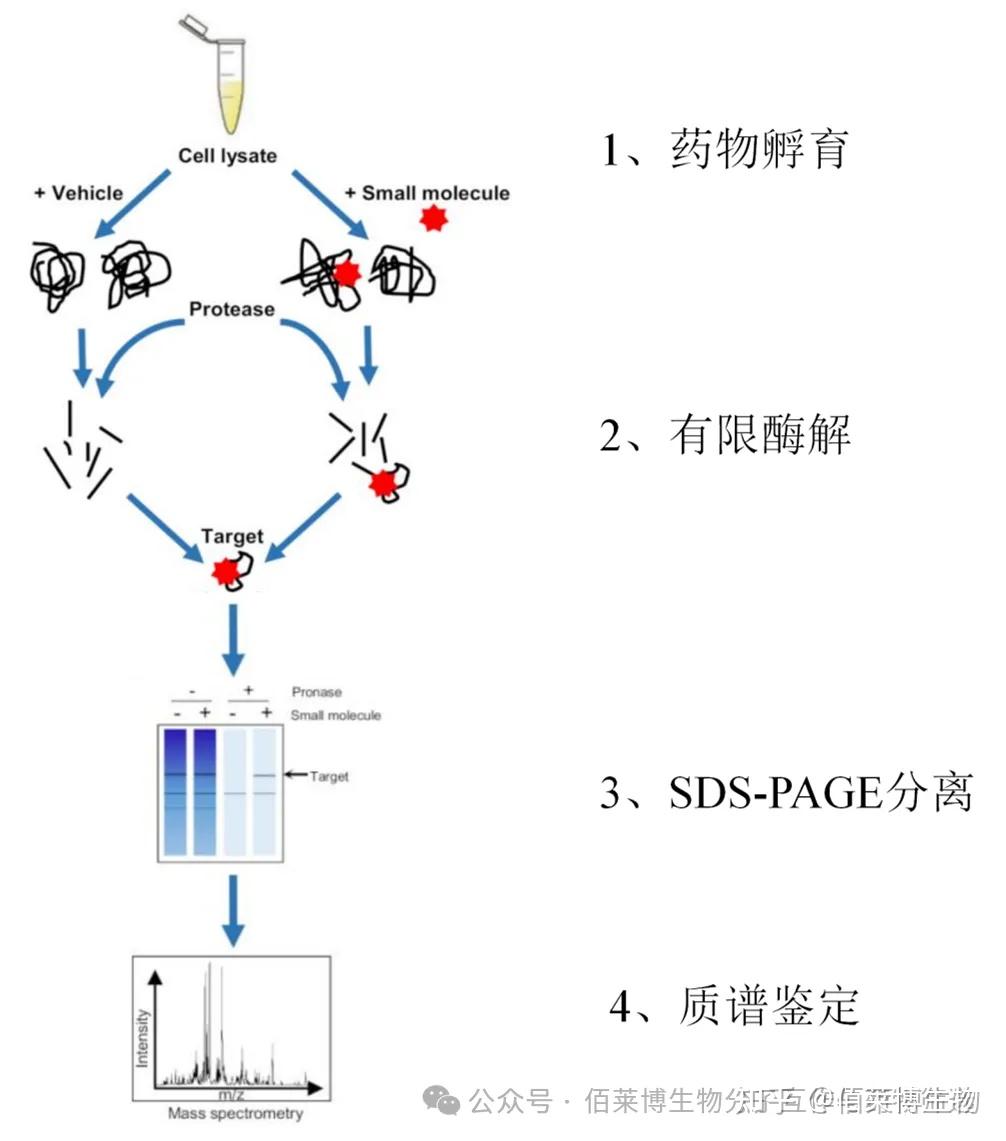 以药找靶及药物与蛋白结合验证：DARTS-MS+MST+CETSA+分子动力学模拟揭示丹参酮I靶向补体C3发挥功能 - 知乎