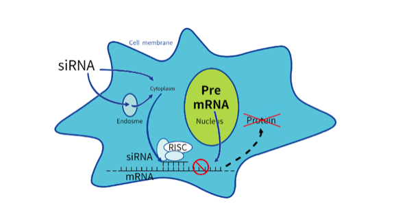 在选择试剂商前你需要知道些什么——浅谈siRNA - 知乎