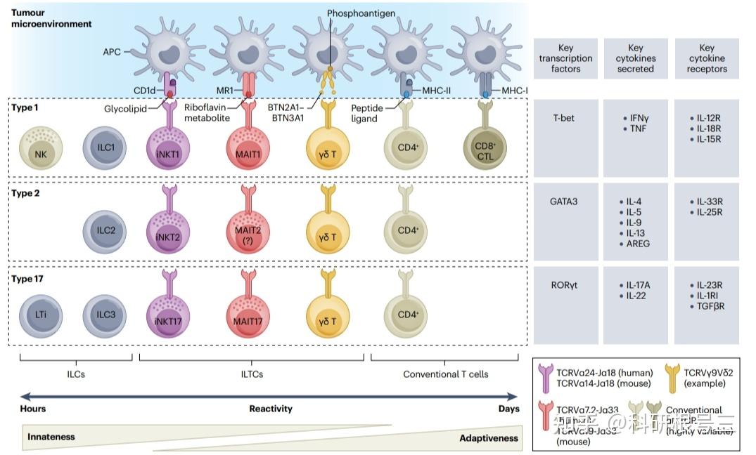 固有淋巴细胞(ILCs)和固有样T细胞(ILTCs)的分类、作用机制以及癌症免疫治疗 - 知乎