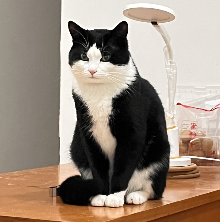 从【神经风格迁移】到【StyleGAN】 & 【StyleGAN v2】 原理解读 - 知乎