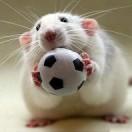 PyTorch 内存管理之 expandable_segments - 知乎