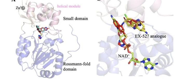 CADD 案例: 基于结构的虚拟筛选发现高效 SIRT1/2 抑制剂 - 知乎