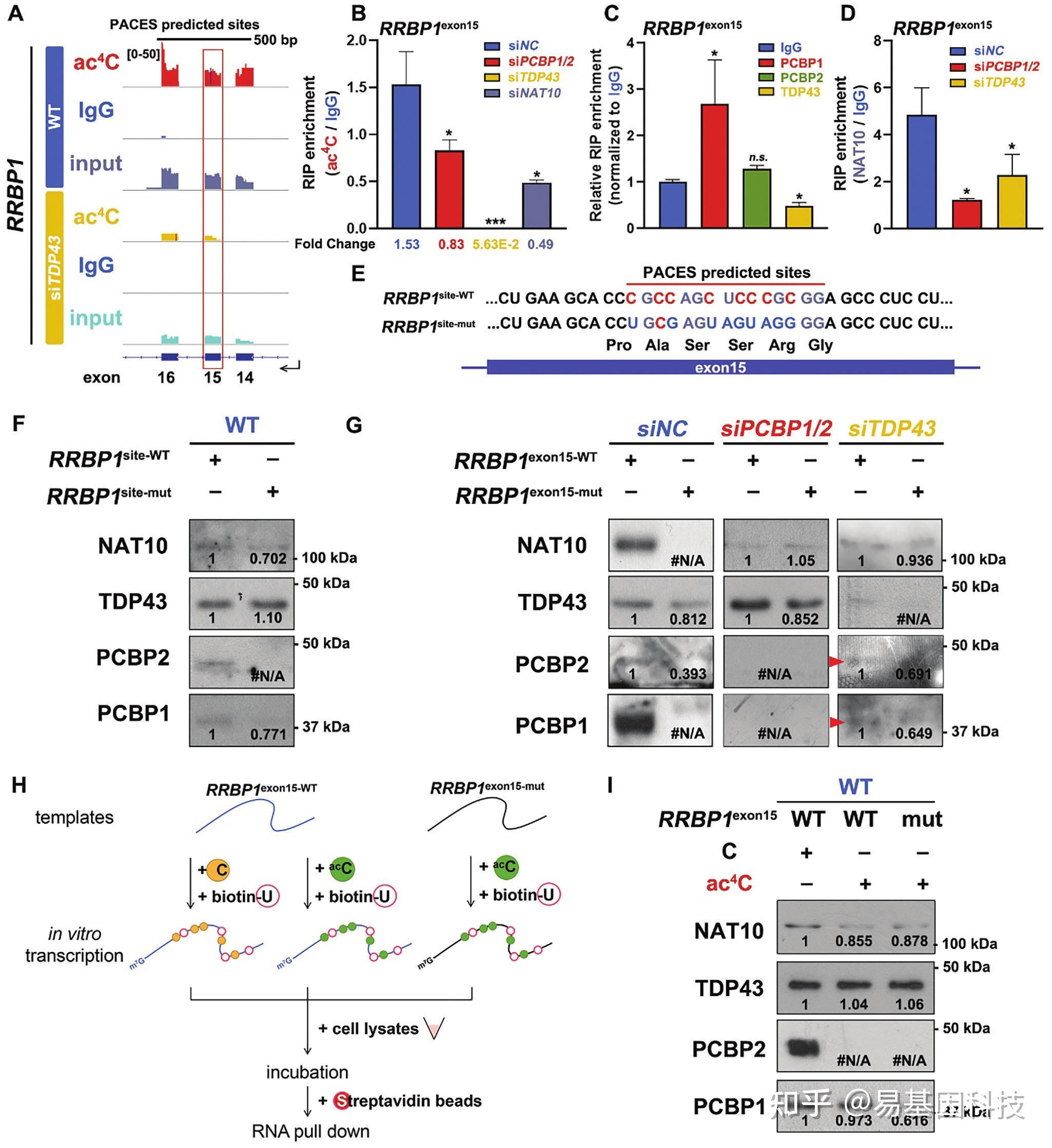 Adv Sci：浙江大学范衡宇团队acRIP-seq揭示哺乳动物mRNA乙酰化修饰ac4C形成的分子机制 - 知乎
