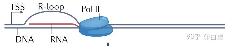 一文读懂 R-loops （图文详解） - 知乎