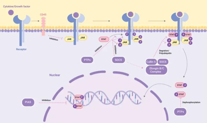 调控分子|先天免疫反应负调节剂USP18蛋白参与的免疫反应中的经典信号通路及机制 - 知乎