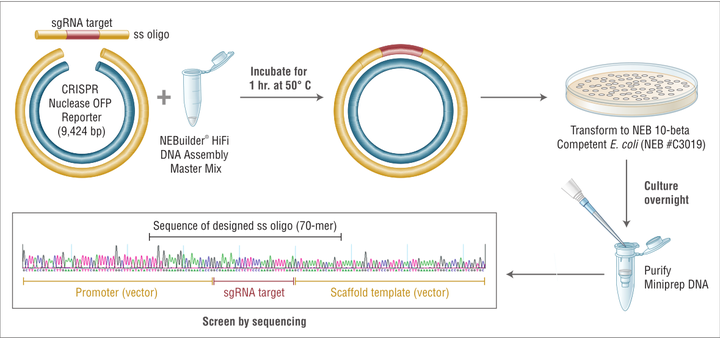 用单链DNA寡核苷酸构建sgRNA-Cas9表达载体 - 知乎