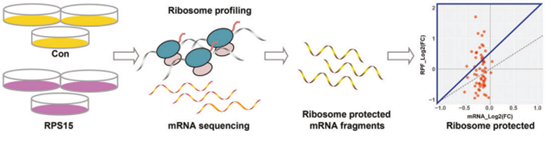 翻译组测序揭示核糖体蛋白RPS15可作为食管癌中潜在治疗靶点 - 知乎
