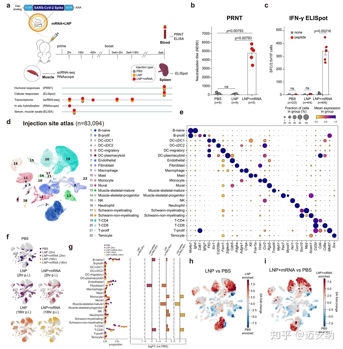 深度解析LNP和mRNA对mRNA疫苗注射部位早期先天性免疫反应的影响 - 知乎