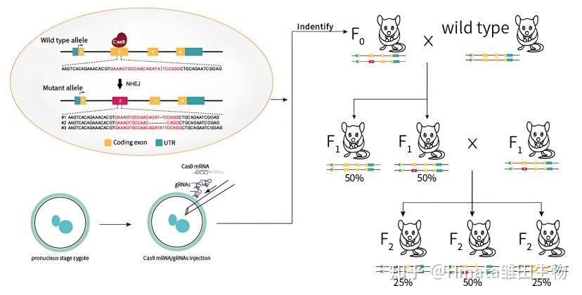 利用 CRISPR/Cas9 技术构建基因敲除小鼠的实验流程 - 知乎